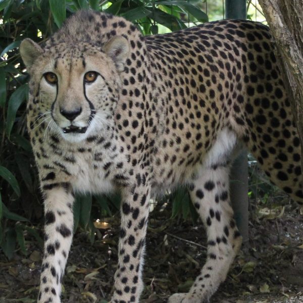 Gepard – Zoo Braunschweig