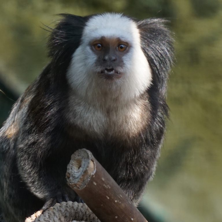 Weißkopfbüschelaffe – Zoo Braunschweig