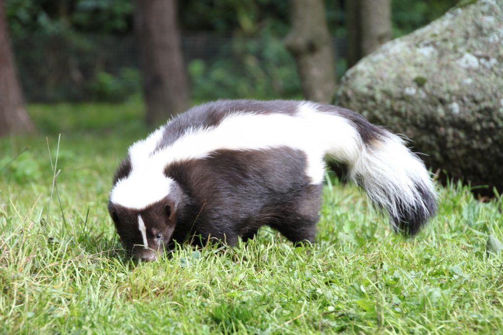 Stinktier (Streifenskunk) – Zoo Braunschweig